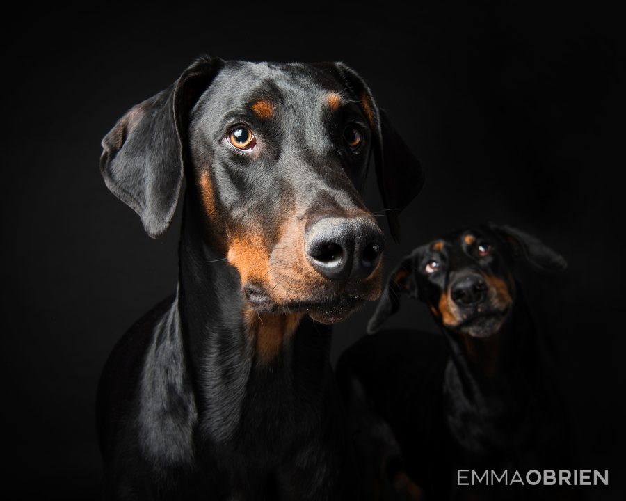 Dobermans in The Studio - Dog Photographer Gauteng