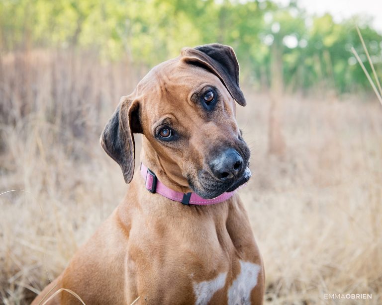 Ridgebacks Roaming the streets of Maboneng! - Dog Photographer Gauteng