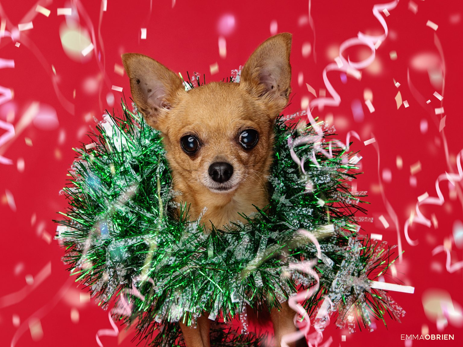 12 Dogs of Christmas – A Festive Parody | Dog Photographer Gauteng