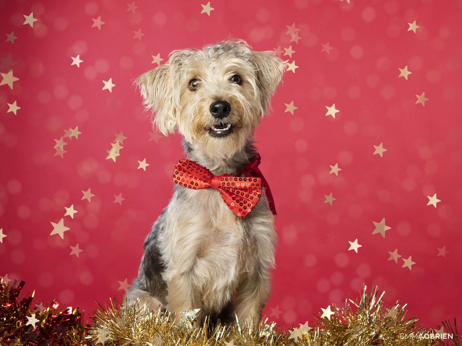 12 Dogs of Christmas – A Festive Parody | Dog Photographer Gauteng