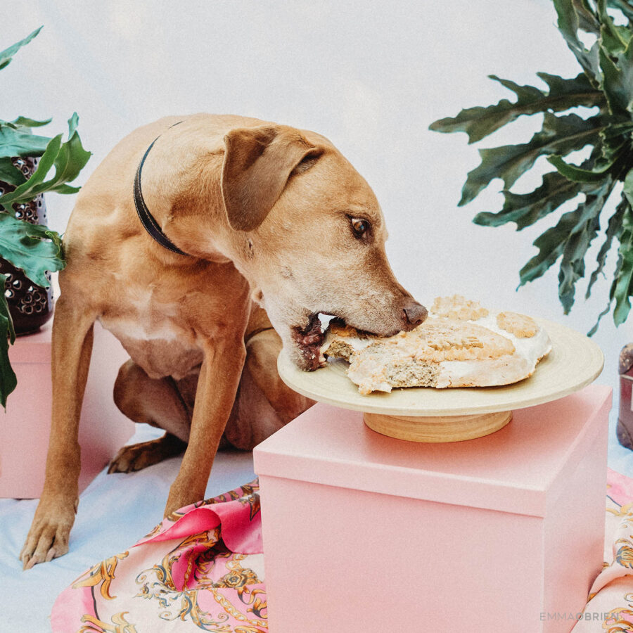 Dog Cake Smash Photoshoot - Dog Photographer Gauteng