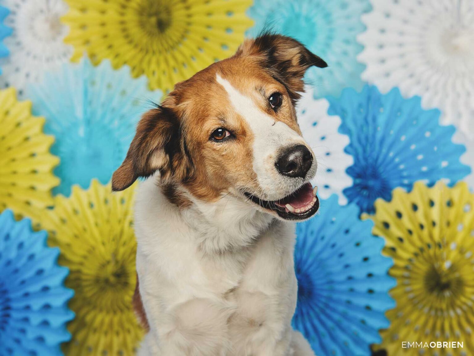 Sandton SPCA 2022 Calendar - Dog Photographer Gauteng