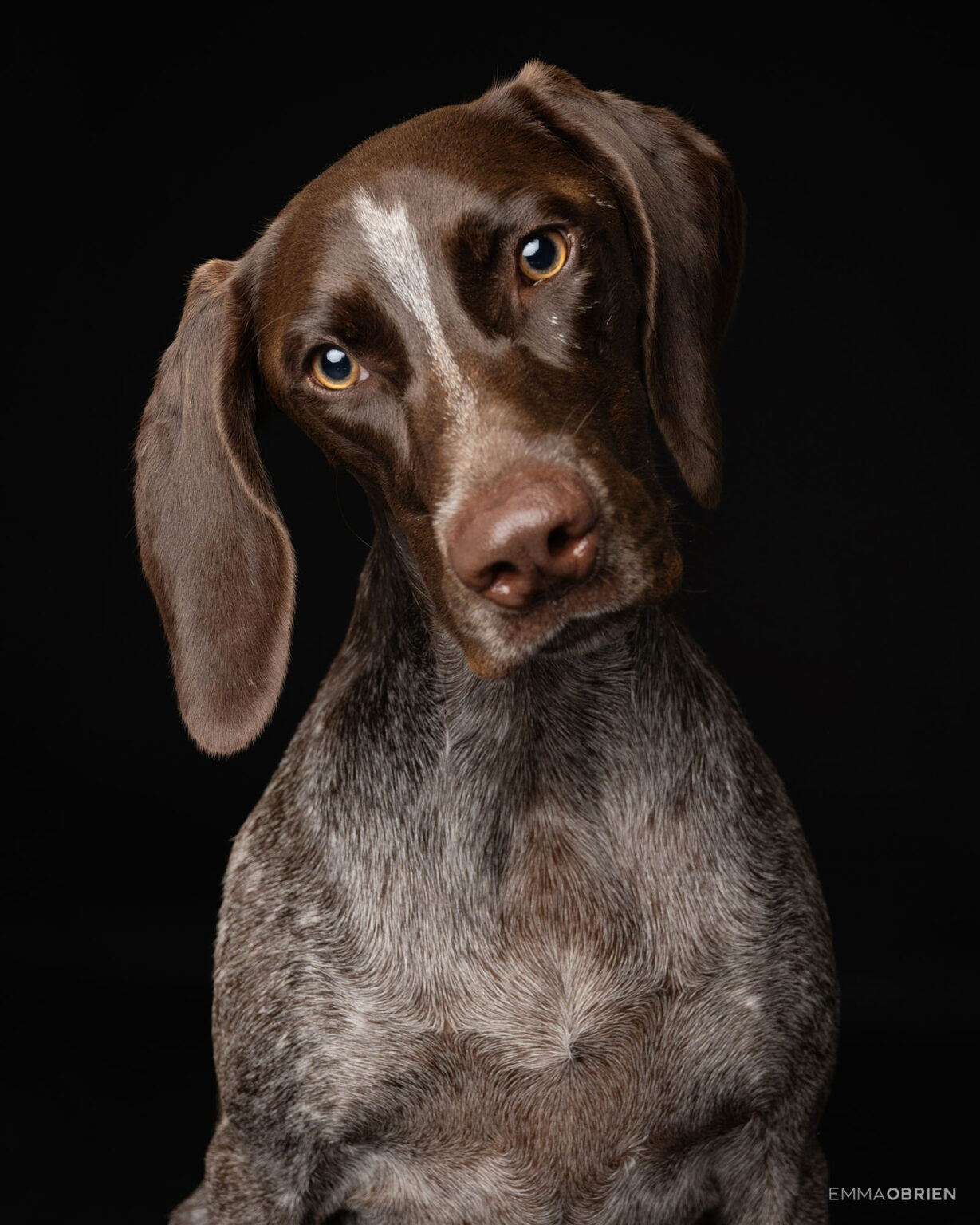 Studio Dog Portraits - Dog Photographer Gauteng