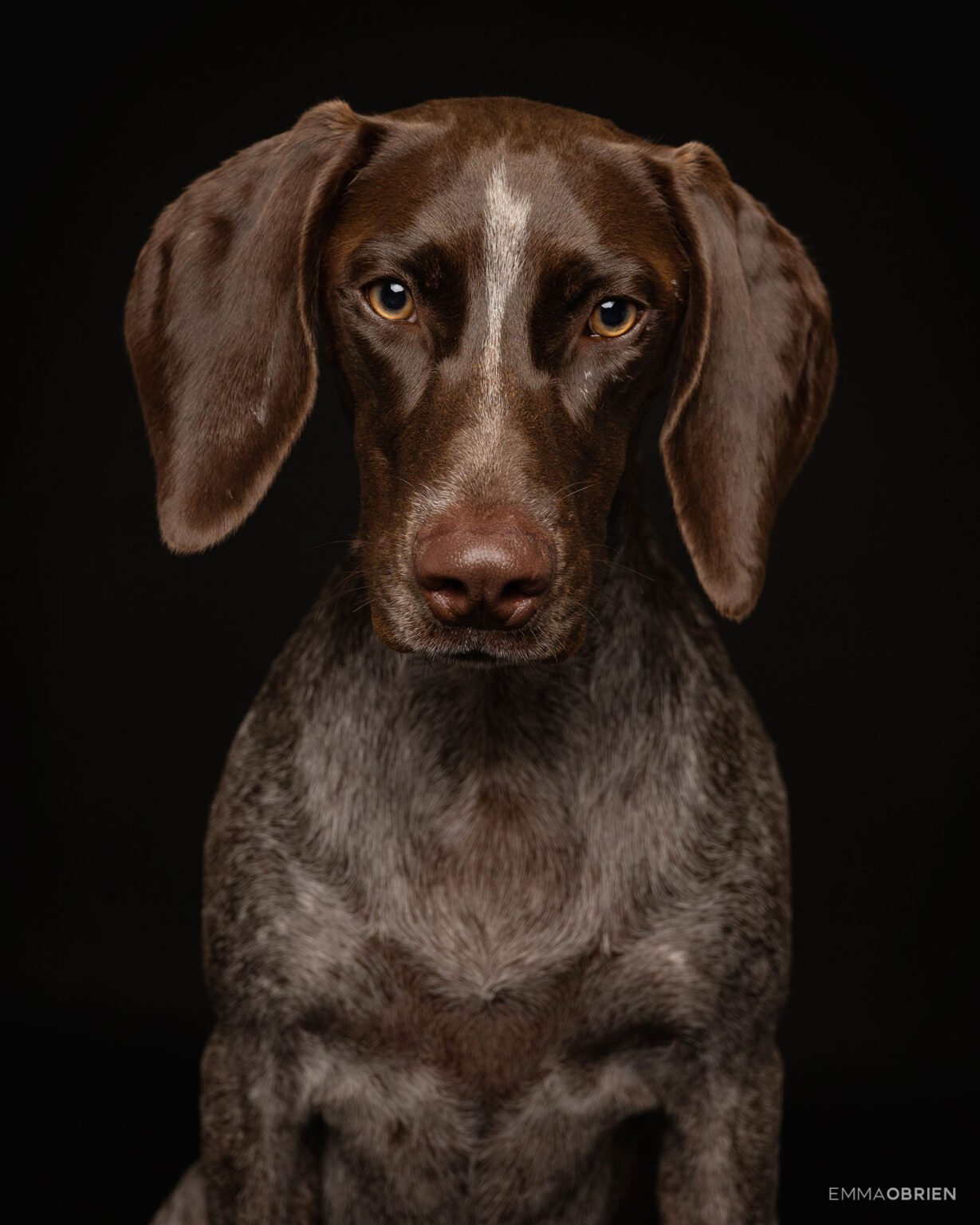 Studio Dog Portraits - Dog Photographer Gauteng